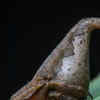 Meet Eriovixia Gryffindori, Spider Named After Hogwarts Sorting Hat By ...