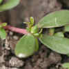 We Bet You Haven’t Heard Of Purslane, A Plant That Was Once Called ...
