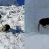 Meet Dot & Misha, The Four Legged Heroes Who Helped Army Rescue Lance ...