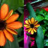 'Zinnia', The First Ever Flower Grown In Space Makes Its Spectacular Debut!