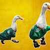 FIFA's most unexpected ambassador? Merlin, the Duck fans believe is ...