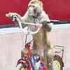 Baboon begins world circus tour