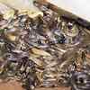 Escaped snakes take over Chinese town