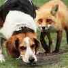 World's worst hunting dog?
