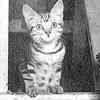 Pyro the cat honoured for bravery in WWII