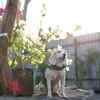 In Pics: 21 beagles step in to freedom in Pune after retiring from ...
