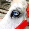 Vile Parle: Cops arrest three for illegally operating horse carriage ...