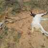 Stray dog dies after saving sheep, four shepherds from electrocution