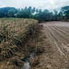 Sugarcane crops in Maharashtra ruined in rains, experts fear 20 per ...